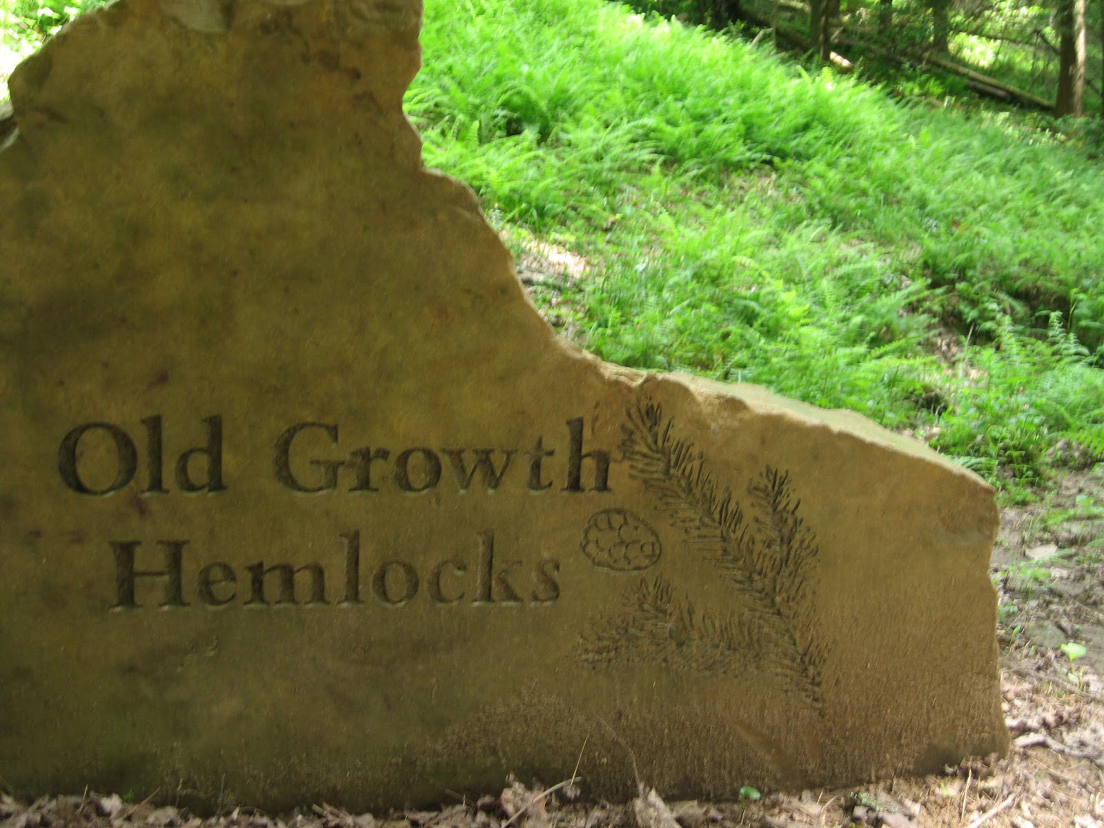 La Lair On Wheels: Fern-Infused Forest of Old Growth Hemlocks