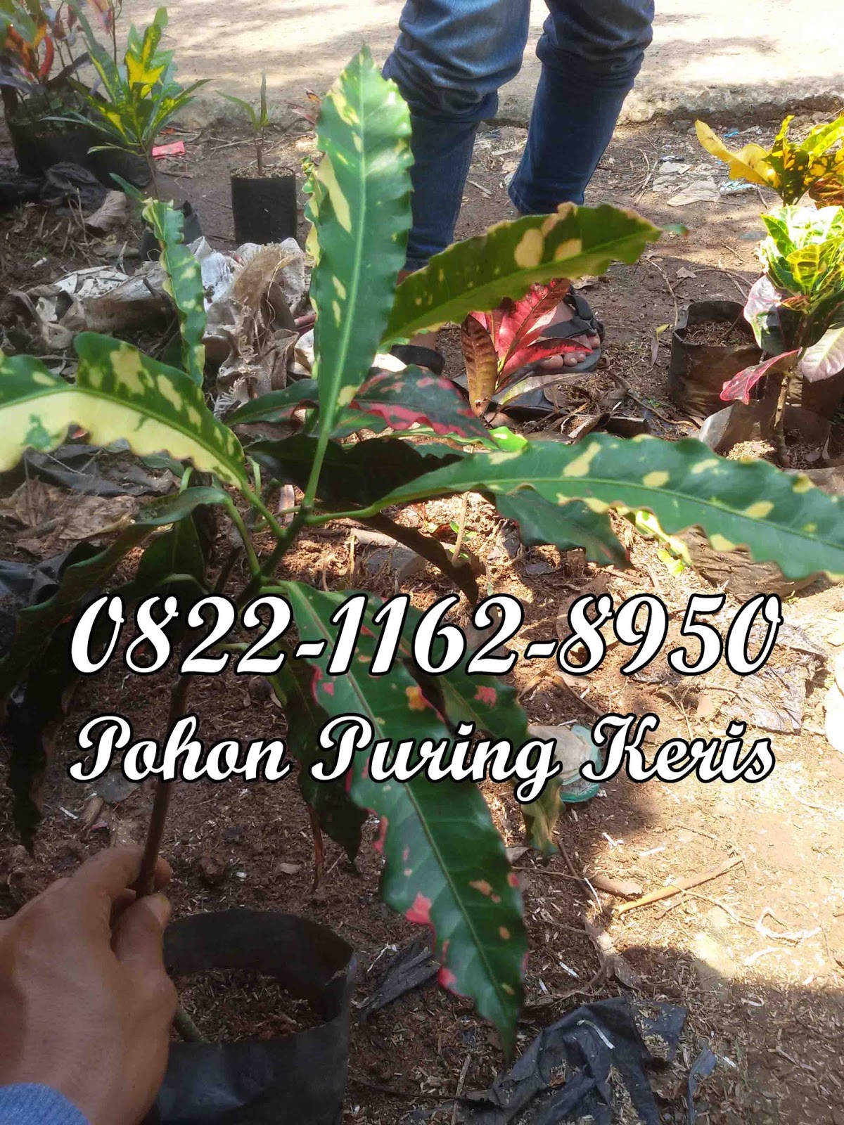 JUAL ANEKA POHON PURING | POHON PURING HIAS | TANAMAN PERDU | TANAMAN ...