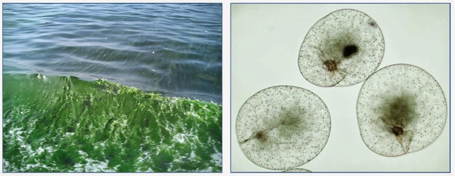 Nuevas historias de Noctilucas - Fitopasión