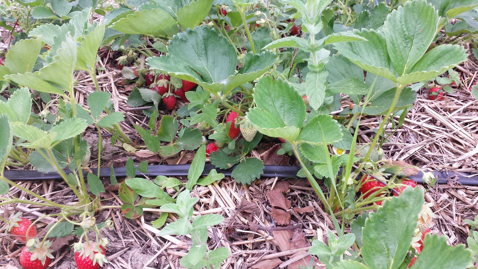 Organski uzgoj jagoda