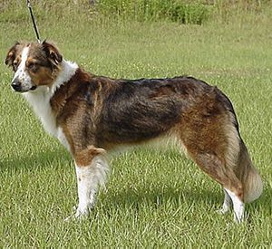 English Shepherd
