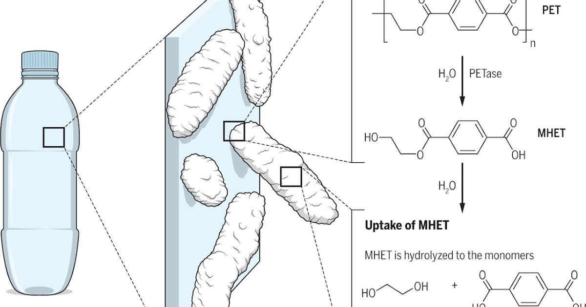 Rosa Rubicondior: Bacteria Evolved to Eat Plastic