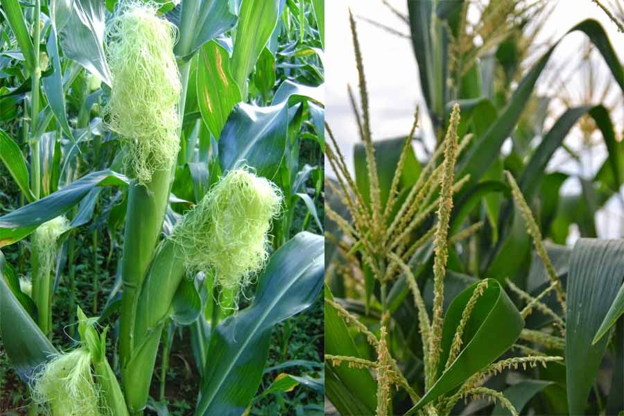 All About Science: Mengenal Bunga (Bagian-bagian Bunga)