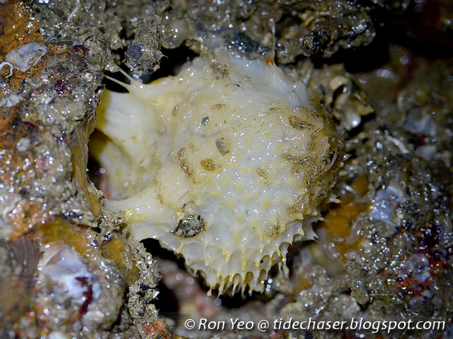 tHE tiDE cHAsER: Sponges (Phylum Porifera) of Singapore