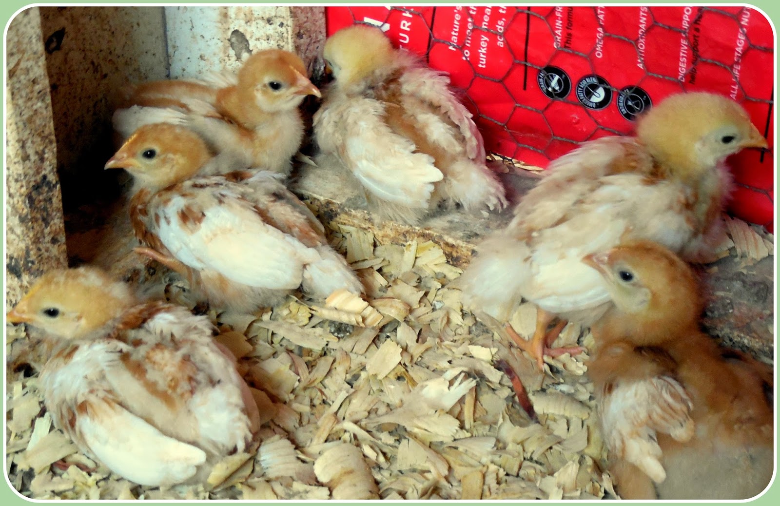 Wit's End Farm: Baby Chicks At 24 Days Old!