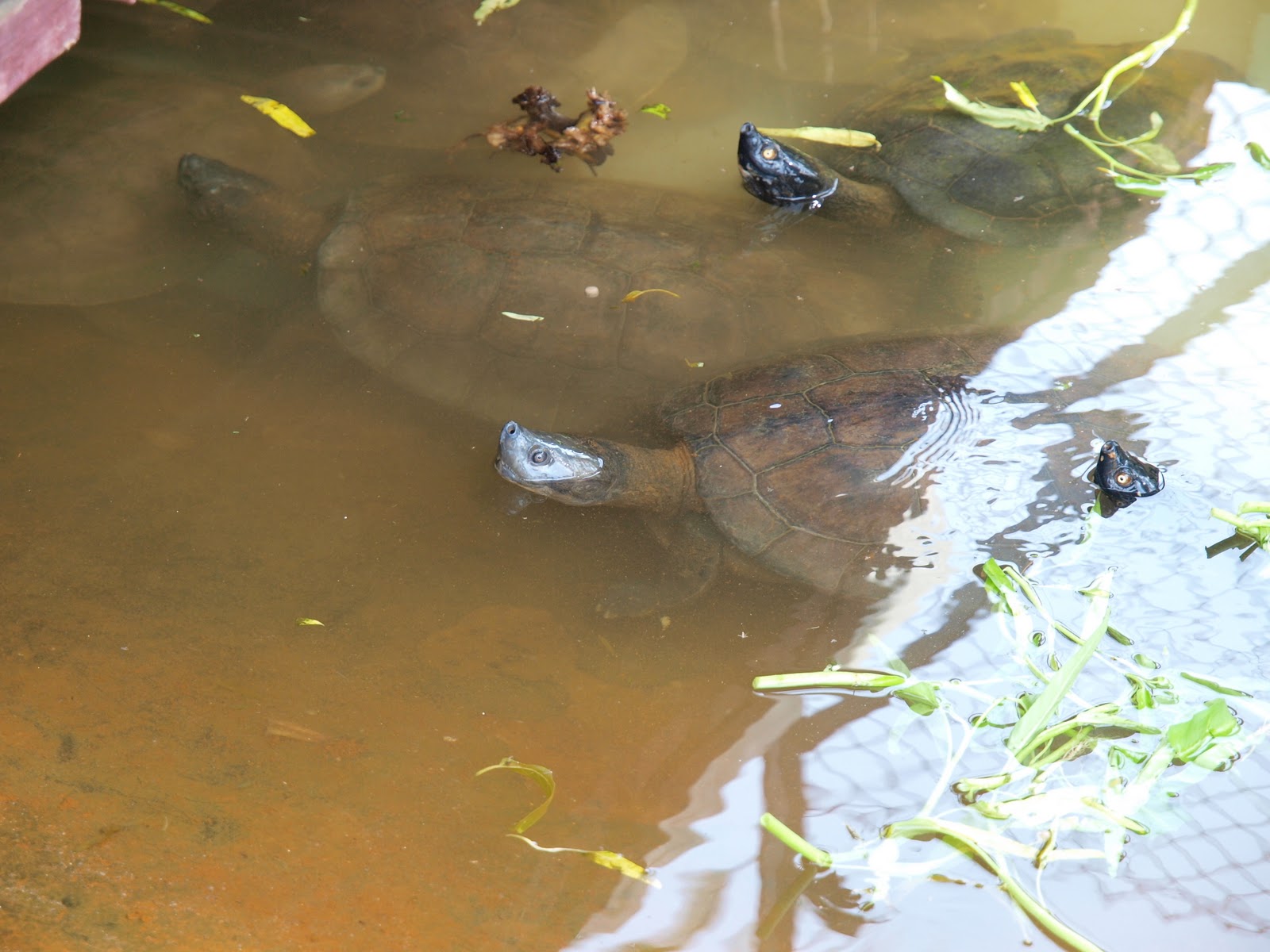 nasron: Tuntung (River Terrapins) di Bota Kanan, Perak