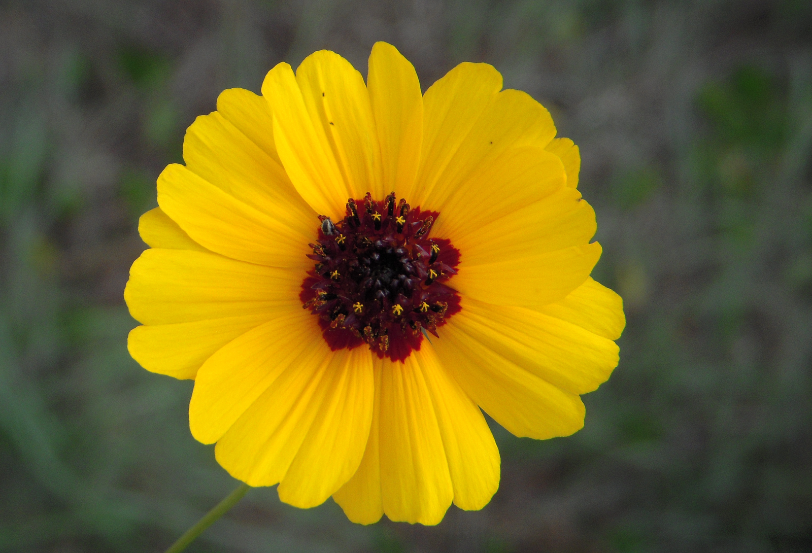 Nature Cameos: Some Beautiful Texas Spring Flowers
