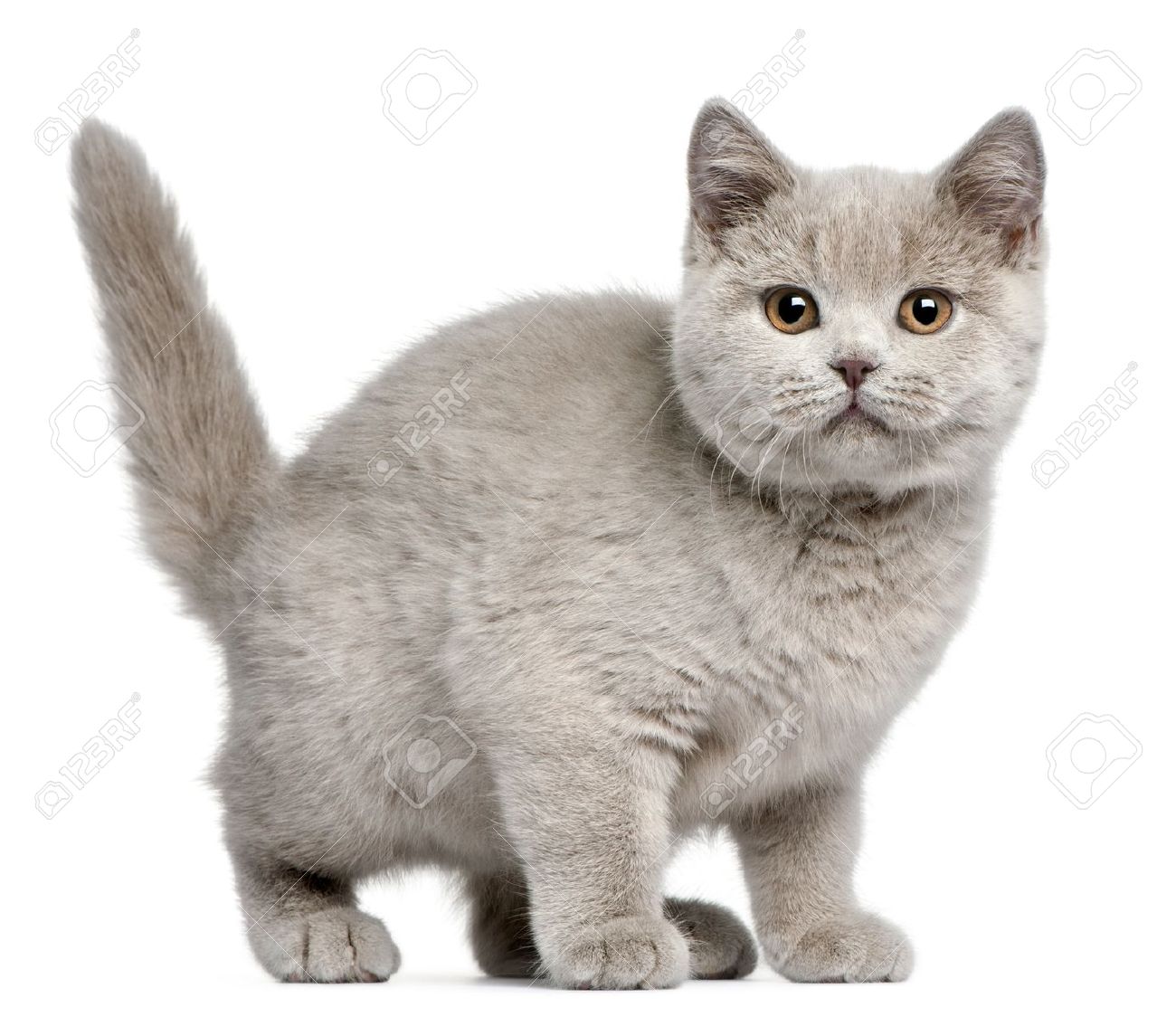 Nós, os Cachorros - No Japão: Raças de Gato: British Shorthair