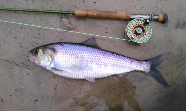 Virginia Tech Ichthyology Class : Clupeids From Freshwaters of Virginia ...