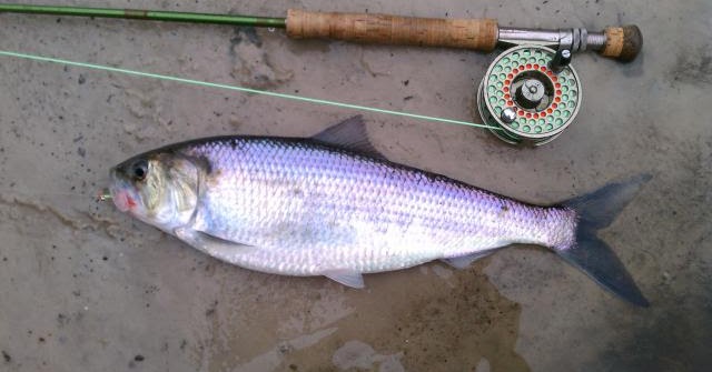 Virginia Tech Ichthyology Class : Clupeids From Freshwaters of Virginia ...