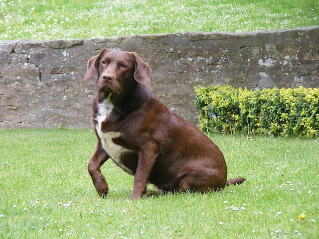 Overview of The Springador hybrid dog mix of English Springer Spaniel ...