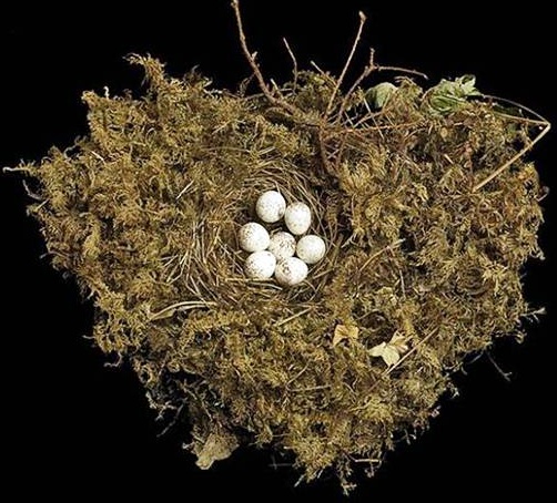 Amazing And Most Beautiful Bird Nests