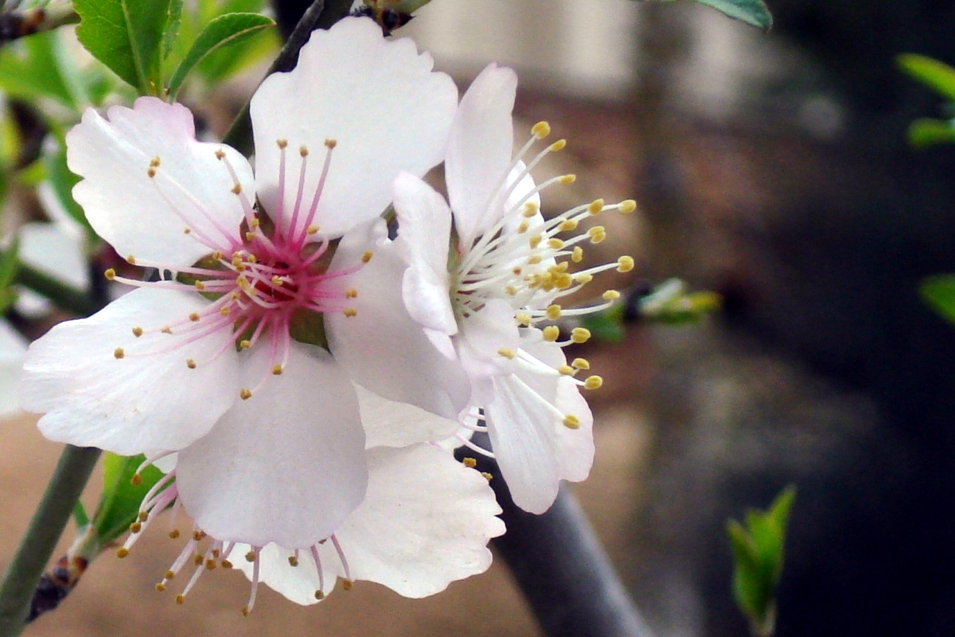 Simple Photography: Almond Tree Flowers After Rain and In Sunshine
