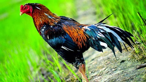 Mengenal Ayam Kampung | Belajar Unggas