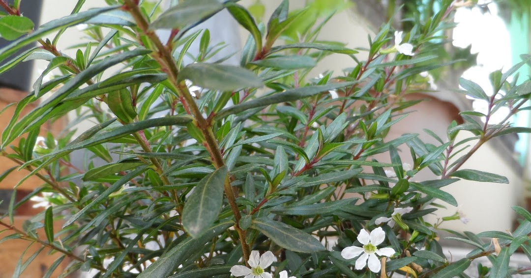 Falsa Érica ou Érica de Jardim