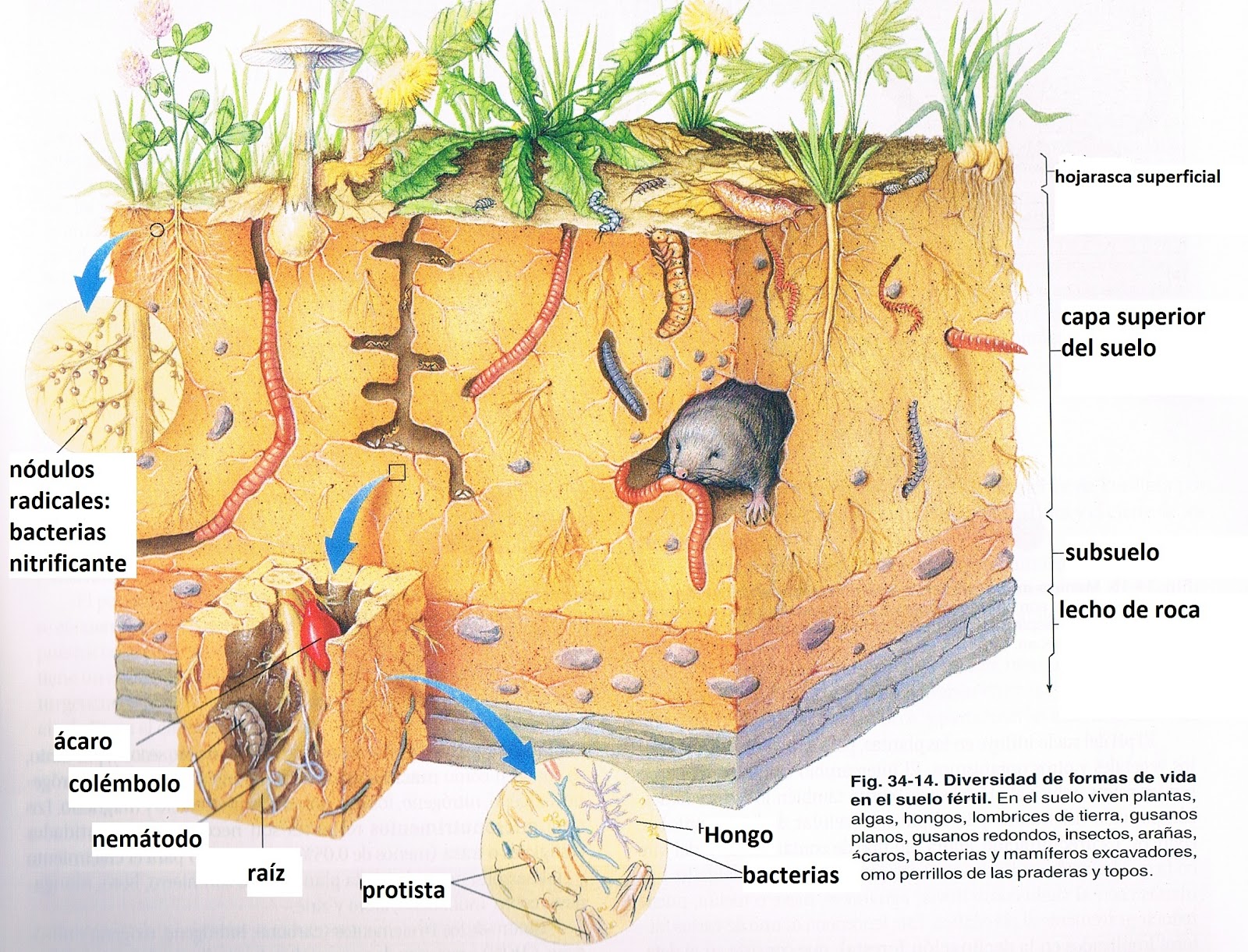 pequeños exploradores hacia un mundo de ciencia: ACTIVIDADES DE ...