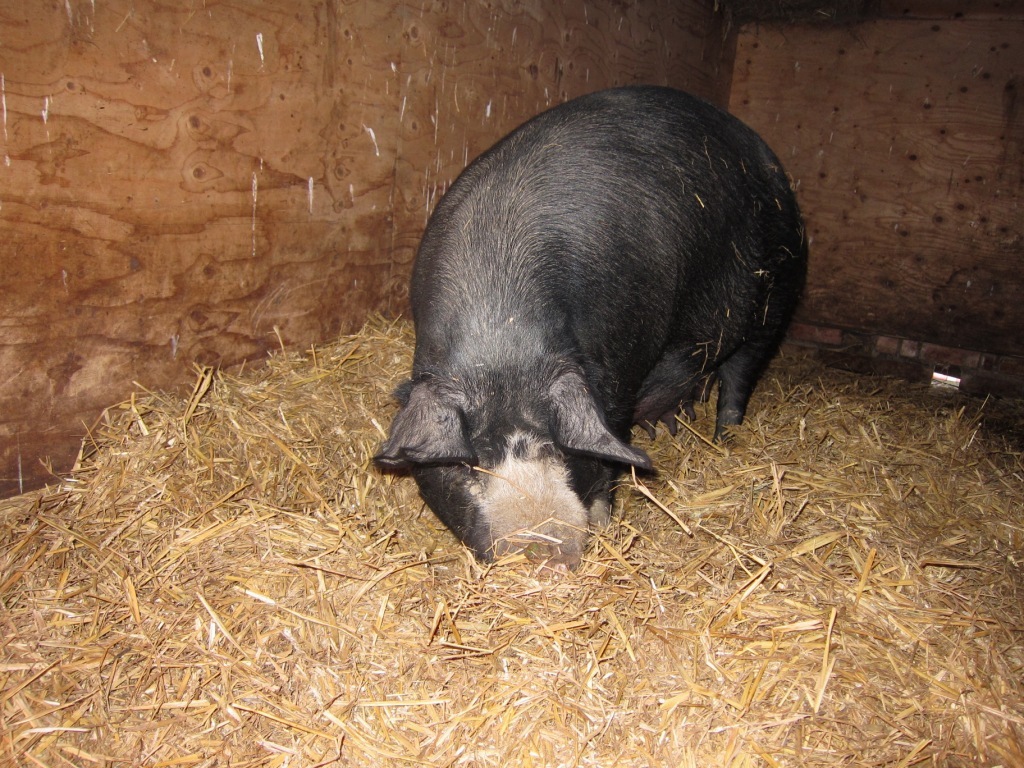 Tales from Swallow Farm: The pig that built a nest