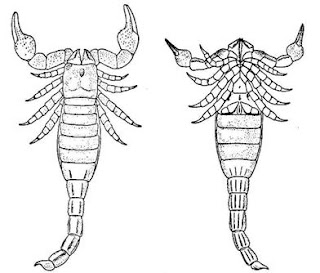 Blog de la Vida Prehistórica: Palaeophonus