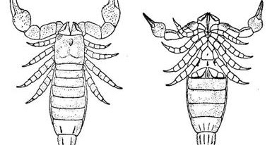 Blog de la Vida Prehistórica: Palaeophonus