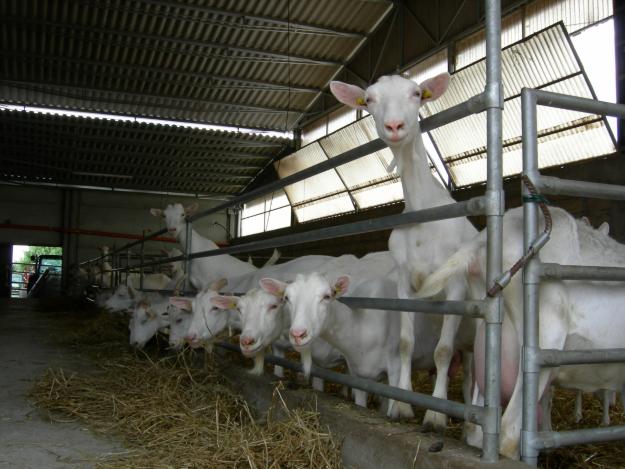 Vanzare capre cu pedigree din stoc | Vanzare capre de rasa