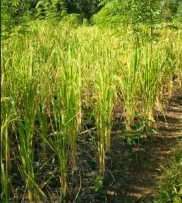 Anim Agro Technology: PADI BUKIT (Part 2) - PENANAMAN