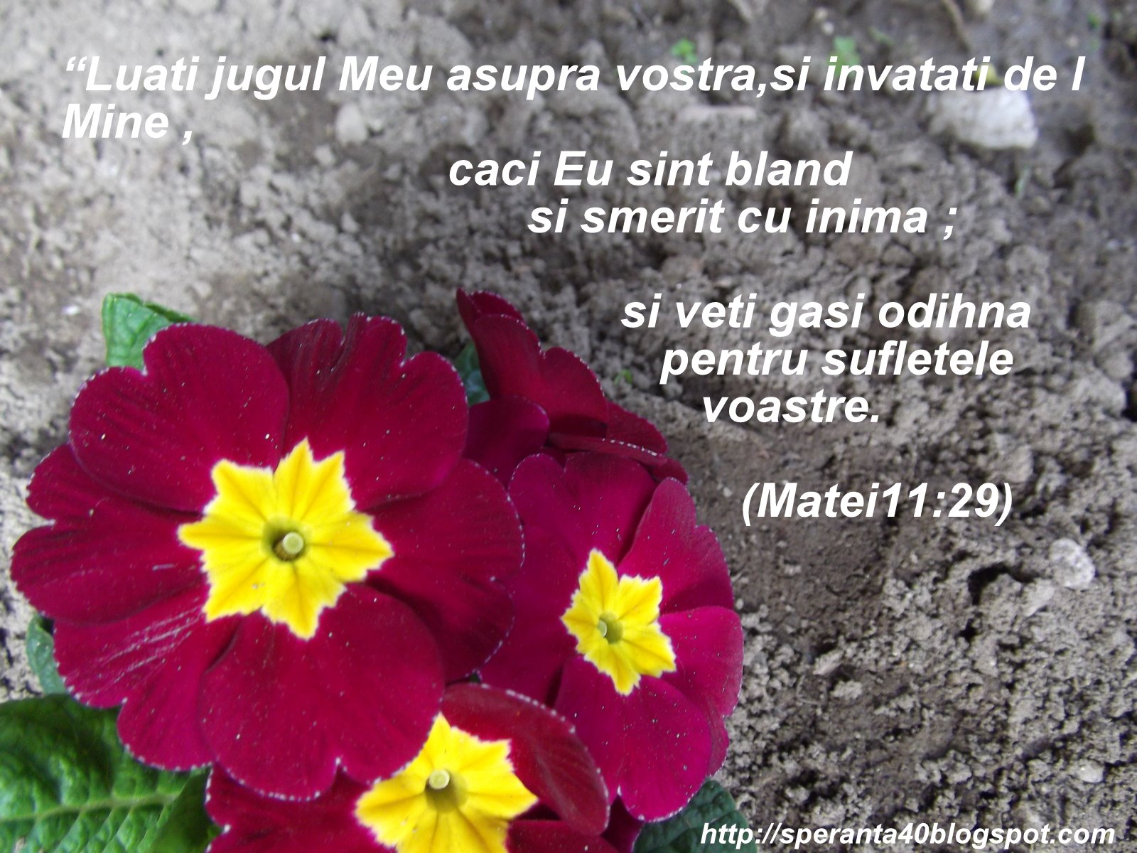 Speranta: ODIHNA ESTE UN DAR