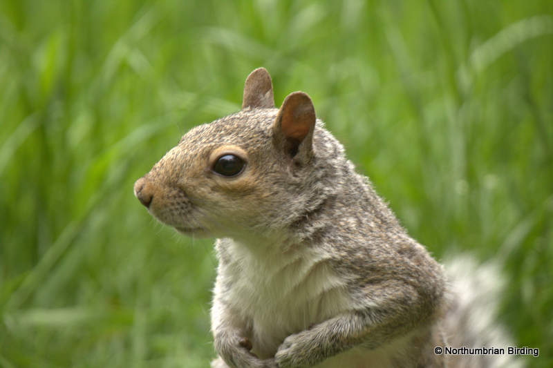 Northumbrian Birding: Derwent Country park ----Gateshead