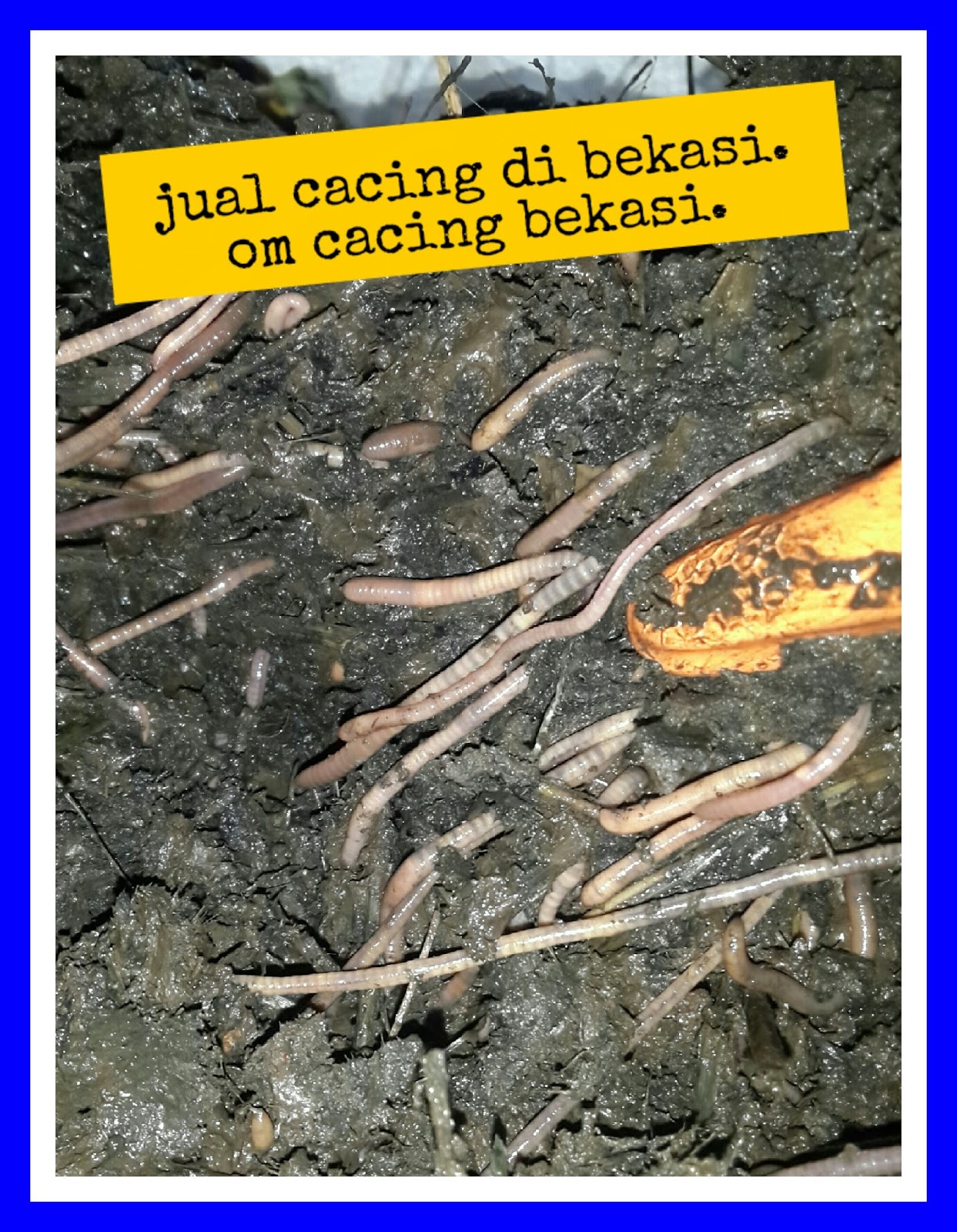 cacing