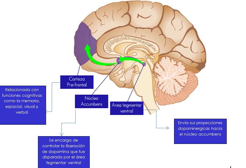 Blog Examen Final Neurociencias: Drogadicción y Circuitos Cerebrales de ...