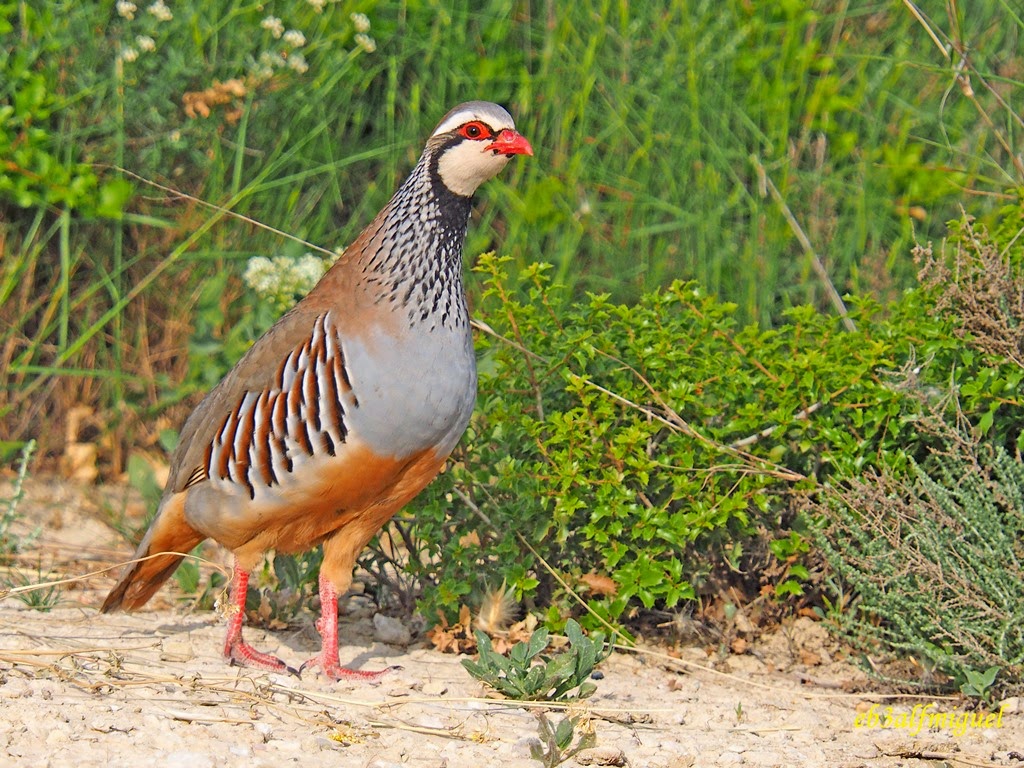MIS AMIGAS LAS AVES: Perdiz roja (Alectoris rufa)