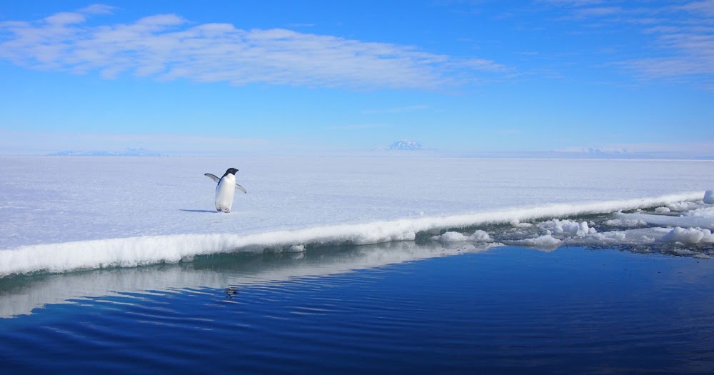 A Friendly Penguin Wave (Goodbye?!)