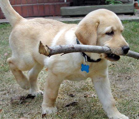 O poveste despre câini, pisici și alte animale | Geek