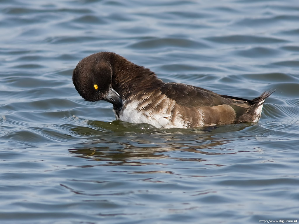 Irma's Natuurbeleving: Kuifeend / Aythya fuligula