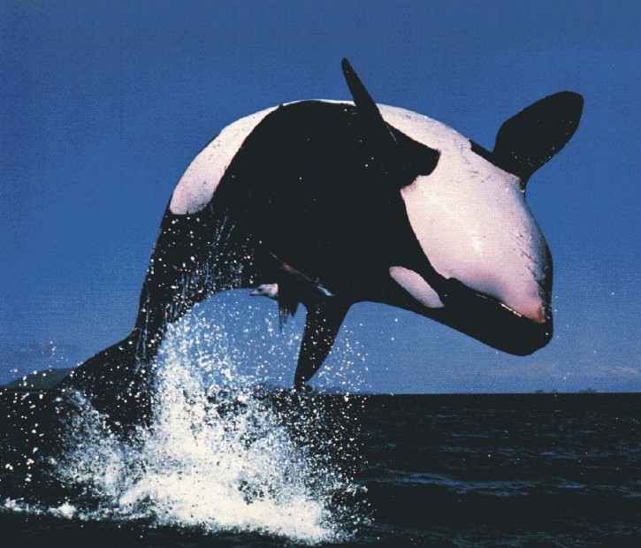 Funny Orca pics |Funny Animal