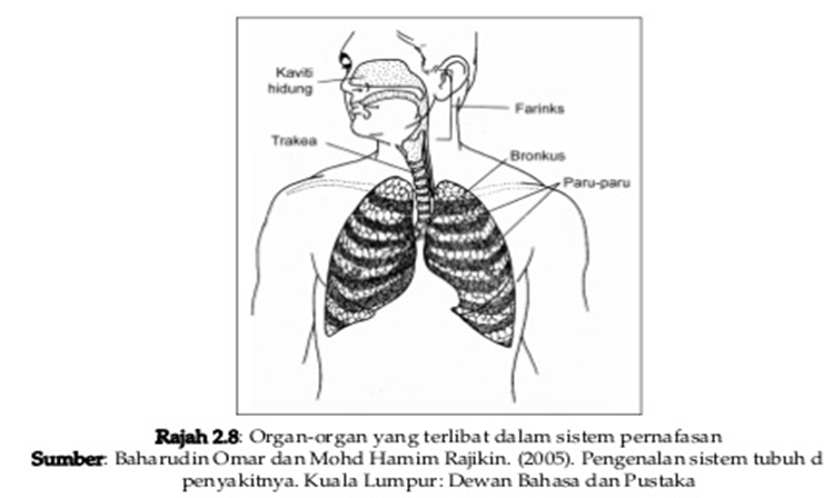 PHYSICAL EDUCATION FOR YOUTH: SISTEM RESPIRATORI MANUSIA