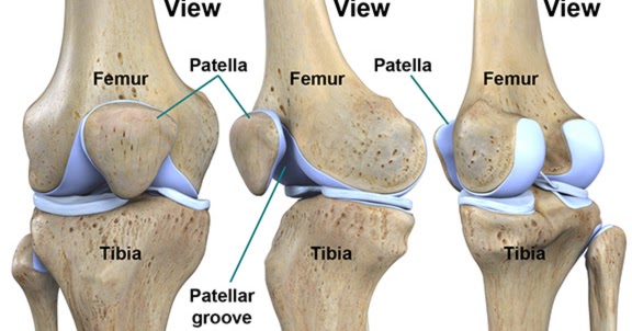 Medicamentum: Anatomy of the Knee