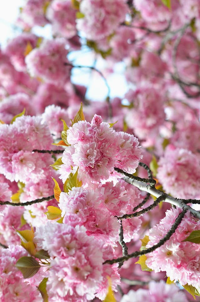 Heart of Gold: Cherry Blossom Wonder