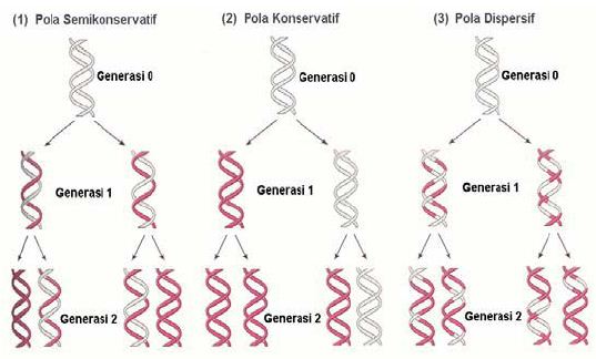 Pengertian dan Struktur Molekul DNA, Proses Replikasi DNA serta ...