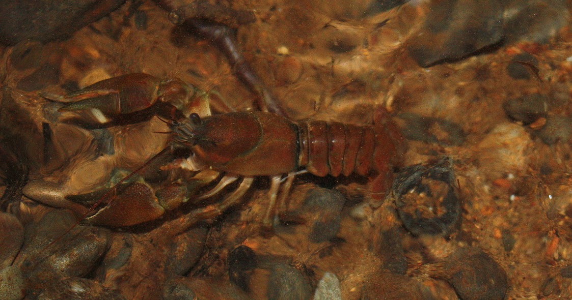 Rusty Ring: WW: Giant Pacific signal crayfish