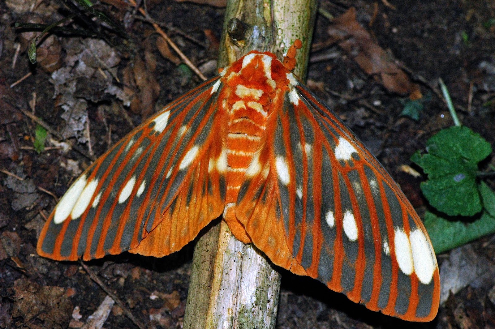 Field Biology in Southeastern Ohio: A Moth Night-just for me
