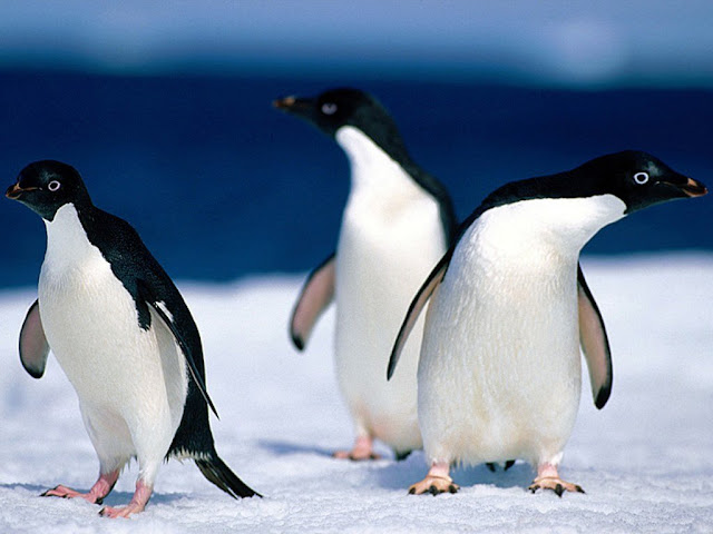 Penguin | The Biggest Animals Kingdom