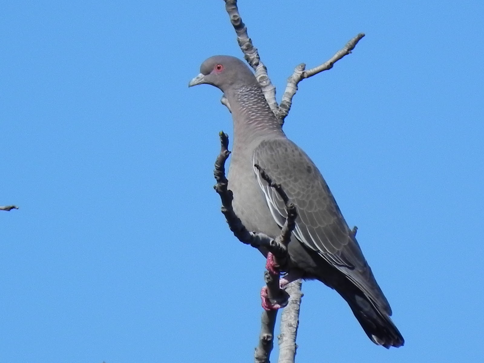 Guía para la identificación de aves: Paloma Picazuró