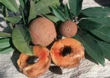 BiOjUnKiEs: árbol del chicozapote