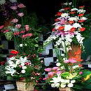 Tips Dan Trik Agar Jenis-Jenis Bunga Rangkai Awet Dan Segar