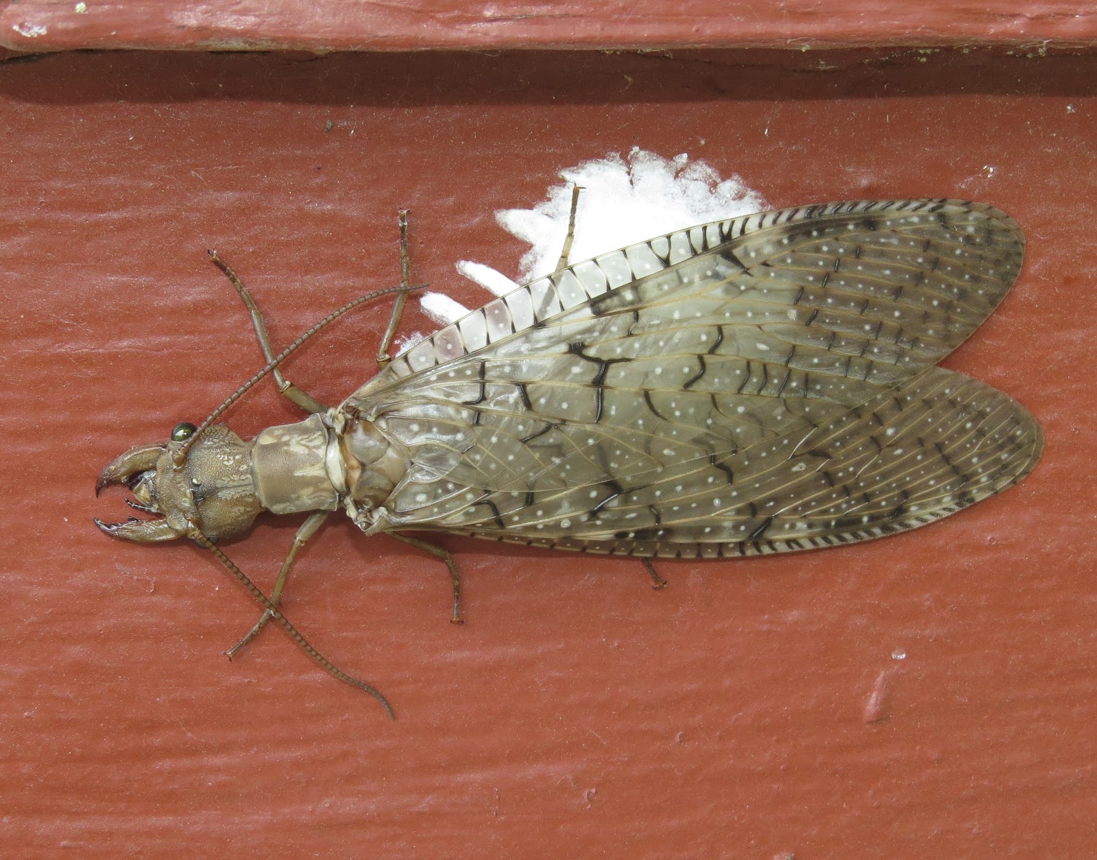 Bug Eric: What the Insects Have Taught Me