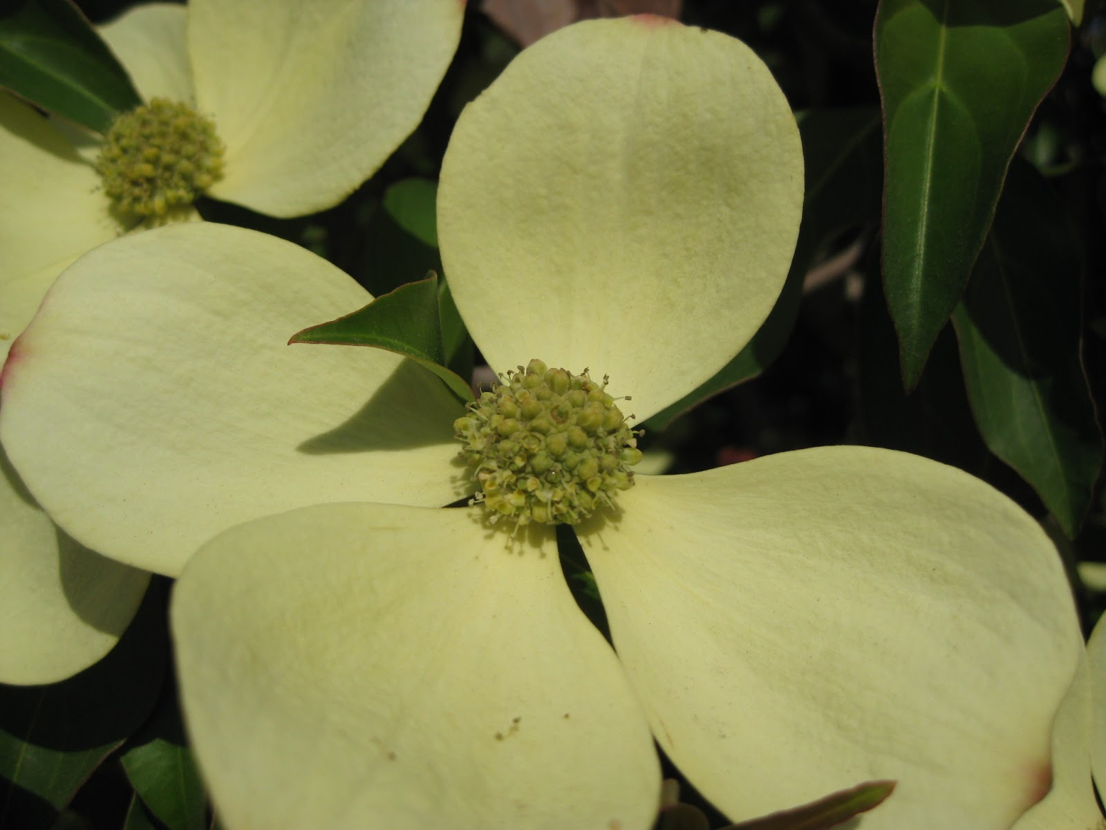Trees of Santa Cruz County: Cornus capitata - Evergreen Dogwood