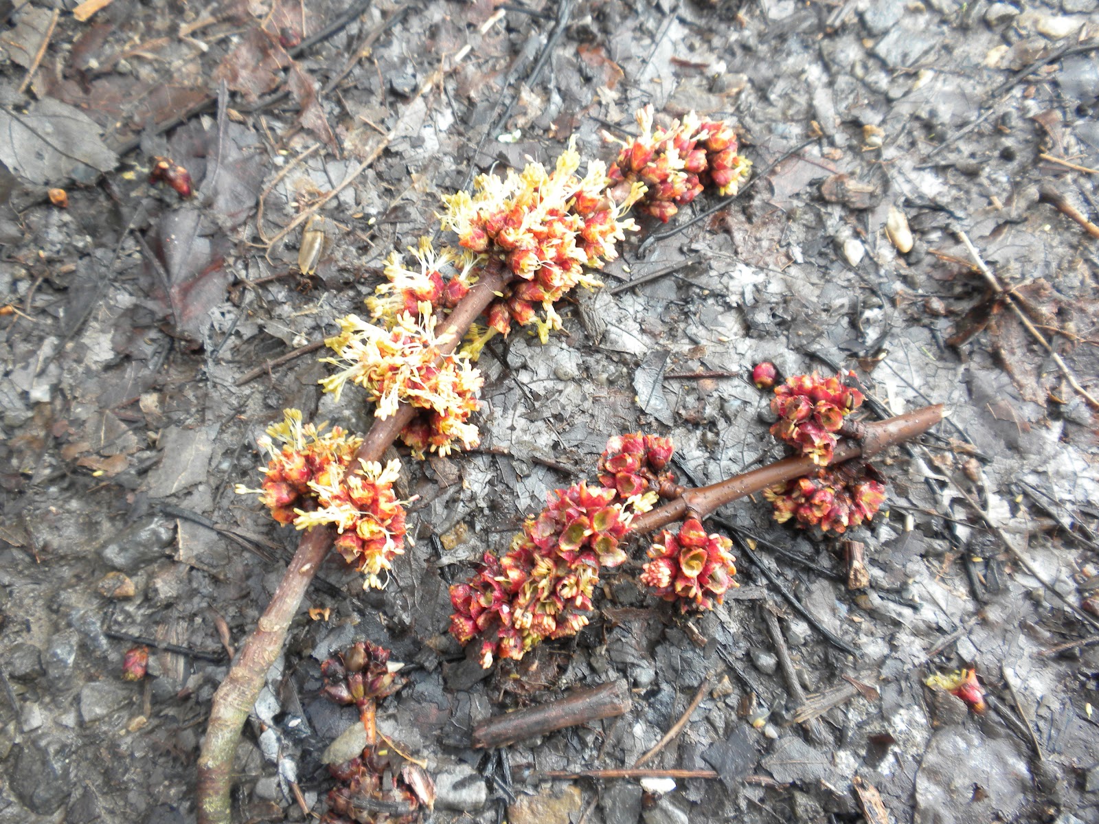 Mister Tristan: Silver Maples...and Ultrarunning