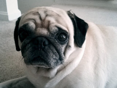 Lil Smug Pug: Best Welcome Home