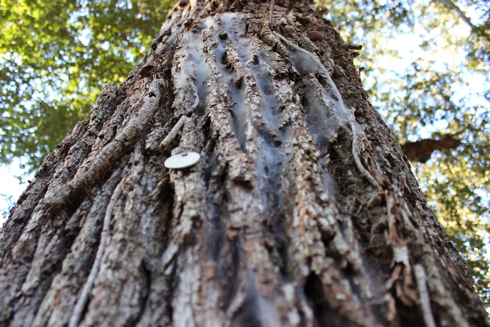 The Crescent City's Green Thumb: What's with all this webbing on my oak ...