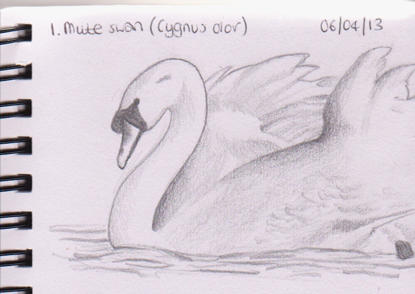 Learn.Draw.BIRD.: 1. Mute swan (Cygus olor)